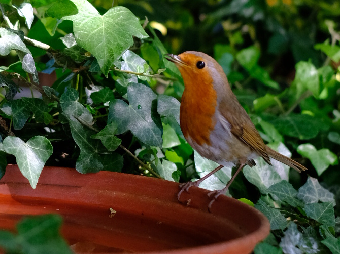 Autumnwatch 2020 is just the respite we need – Laura Day